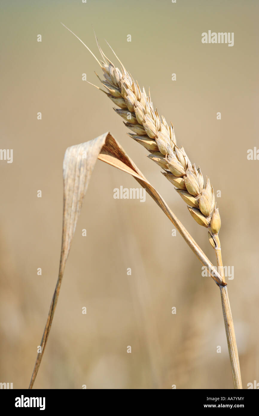 Bean Stalk High Resolution Stock Photography and Images - Alamy