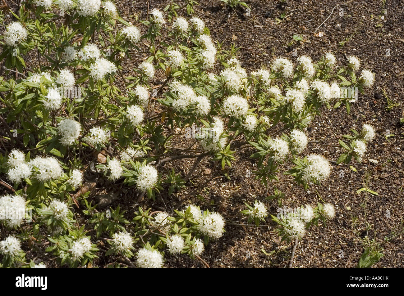 Many white spring flowers of Labrador Tea - Ericaceae - Ledum ...