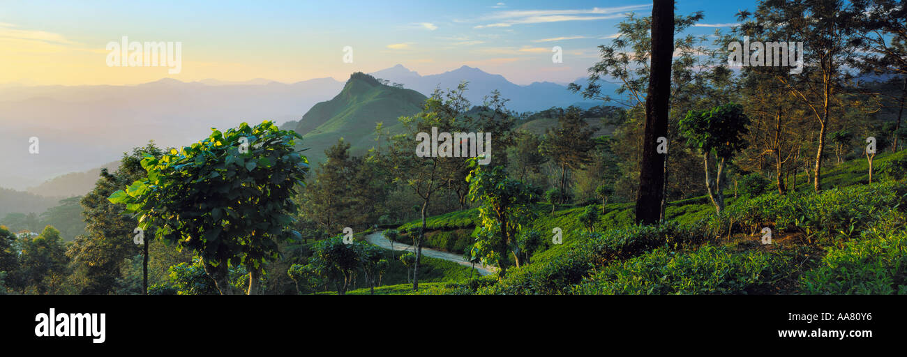 Tea Plantation in hills of Matale Region nr Kandy Sri Lanka Stock Photo ...