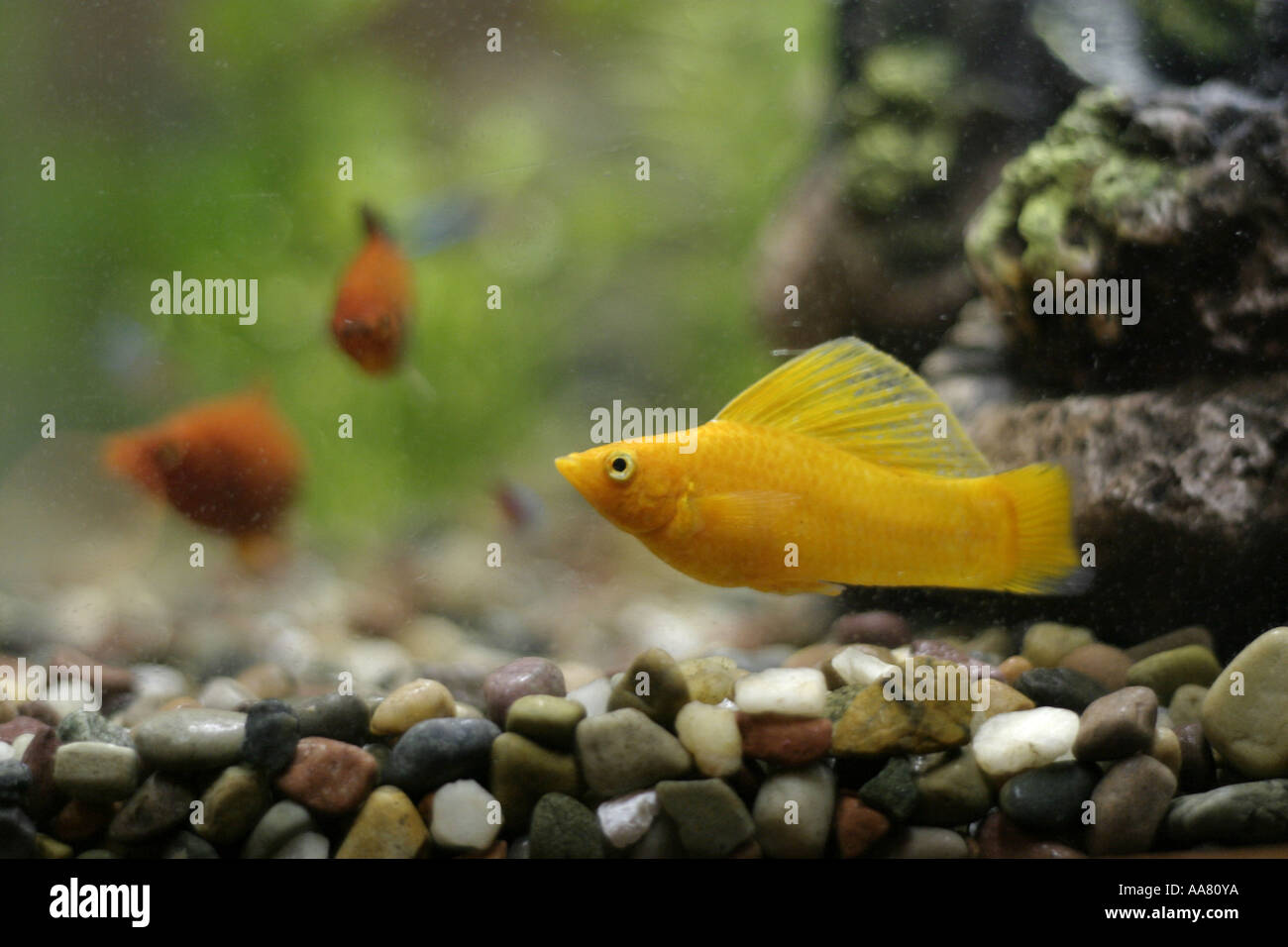 goldfish inside of a fish tank Stock Photo - Alamy