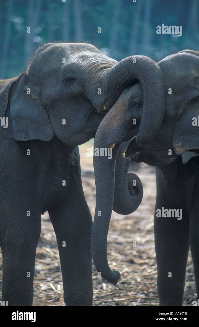 Elephants Pinnewala Elephant Orphanage Hill Country nr Kandy Sri Lanka ...