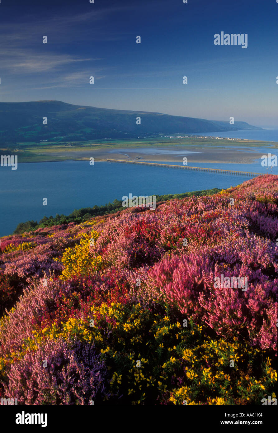 wild flowers on hillside above the Mawddach Estuary Snowdonia National ...
