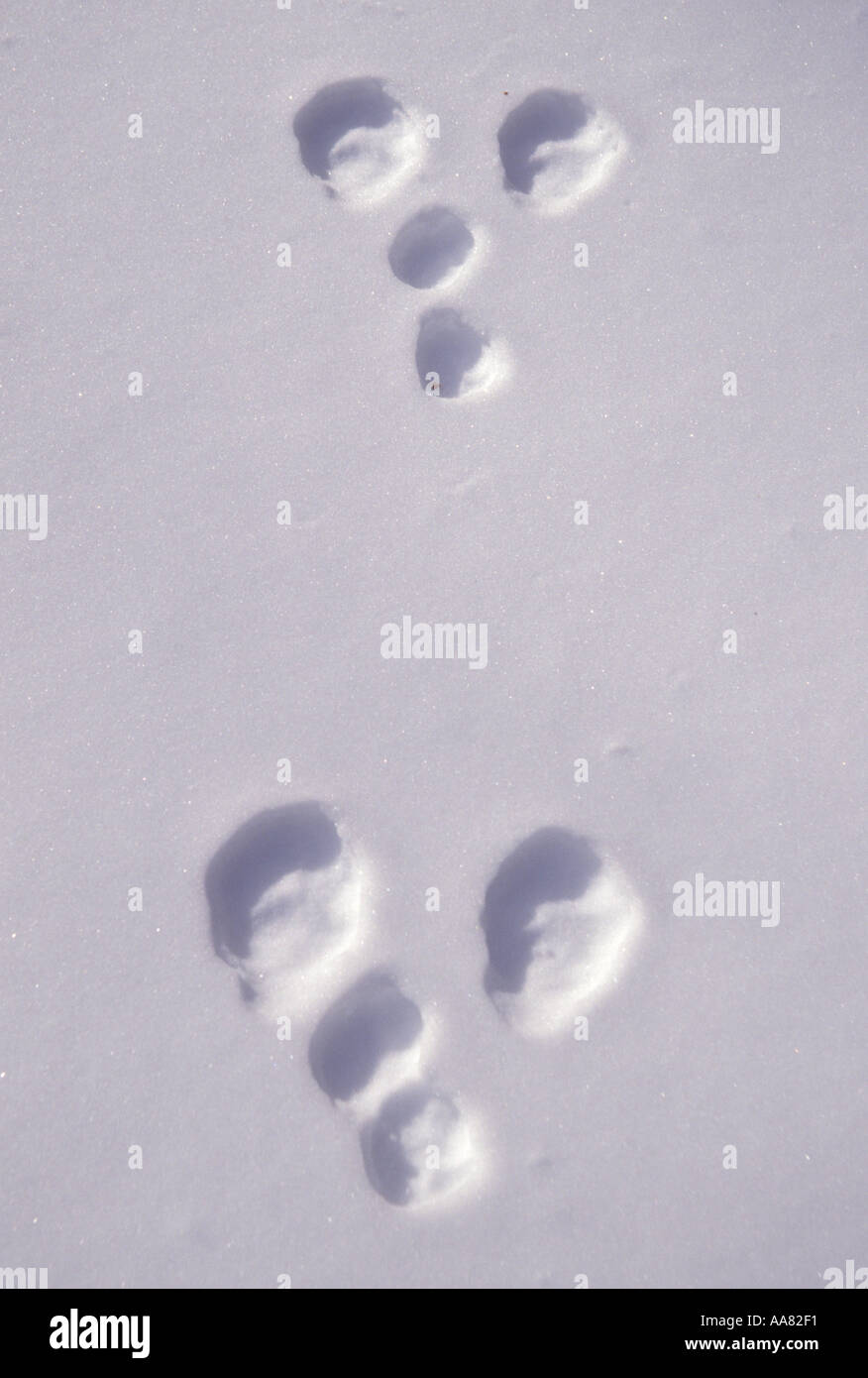 Snowshoe Rabbit Tracks