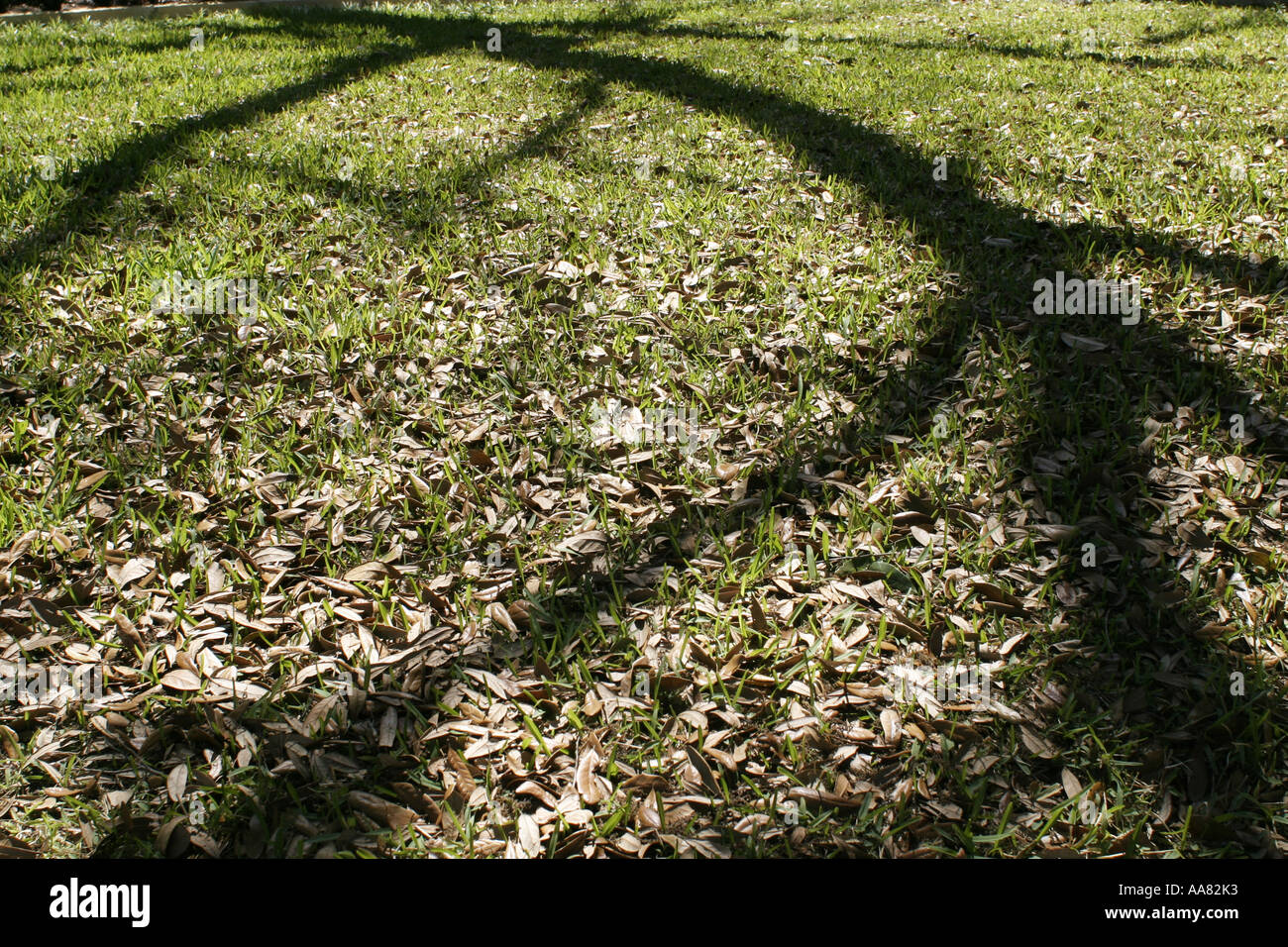 Branches cast shadows as Autumn leaves fall to the ground Stock Photo ...