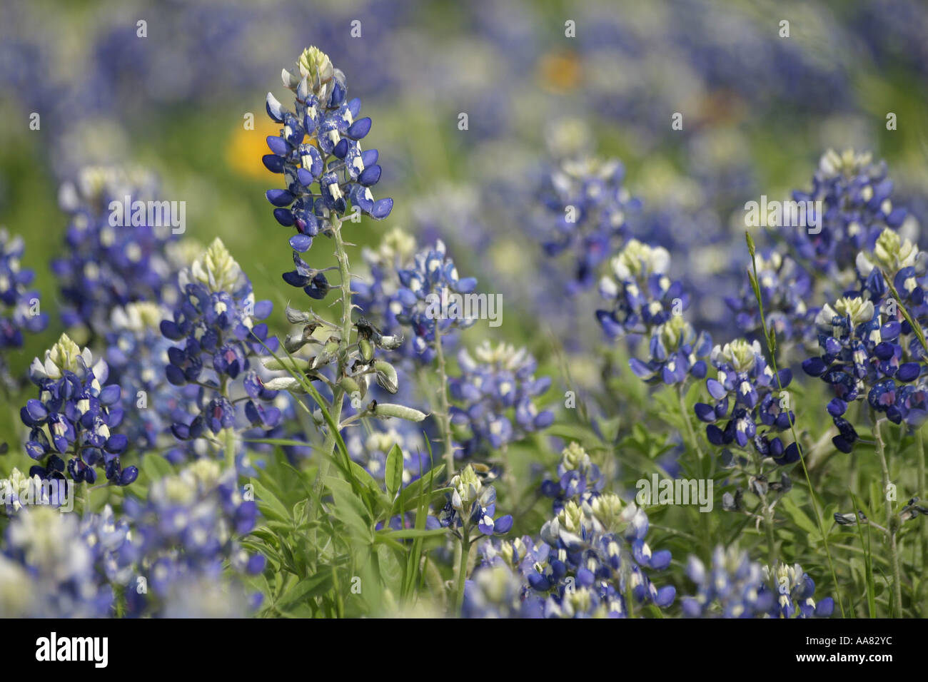 Texas Wildflowers - Bluebonnets (official State flower Stock Photo - Alamy