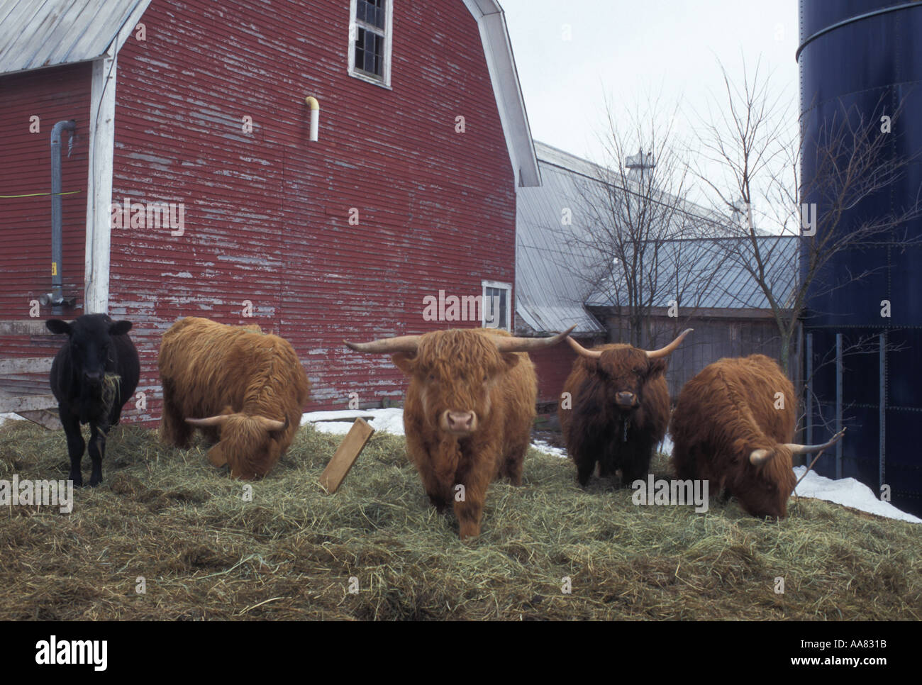 Vermont beef cattle hi-res stock photography and images - Alamy