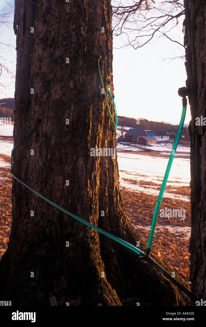 Tapping maple tree hi-res stock photography and images - Alamy