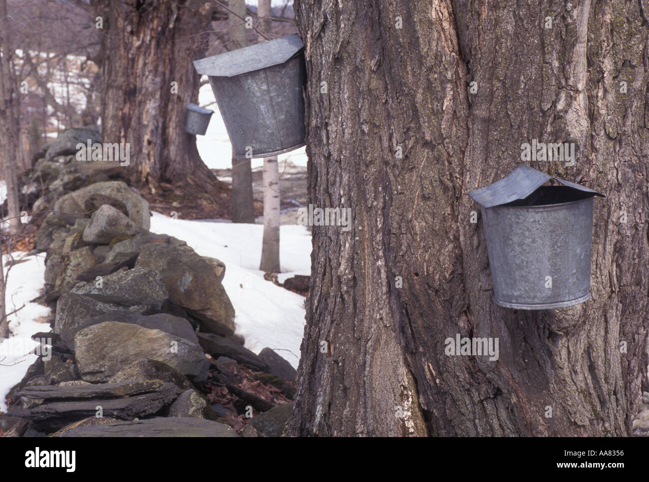 Tapping maple trees hi-res stock photography and images - Alamy
