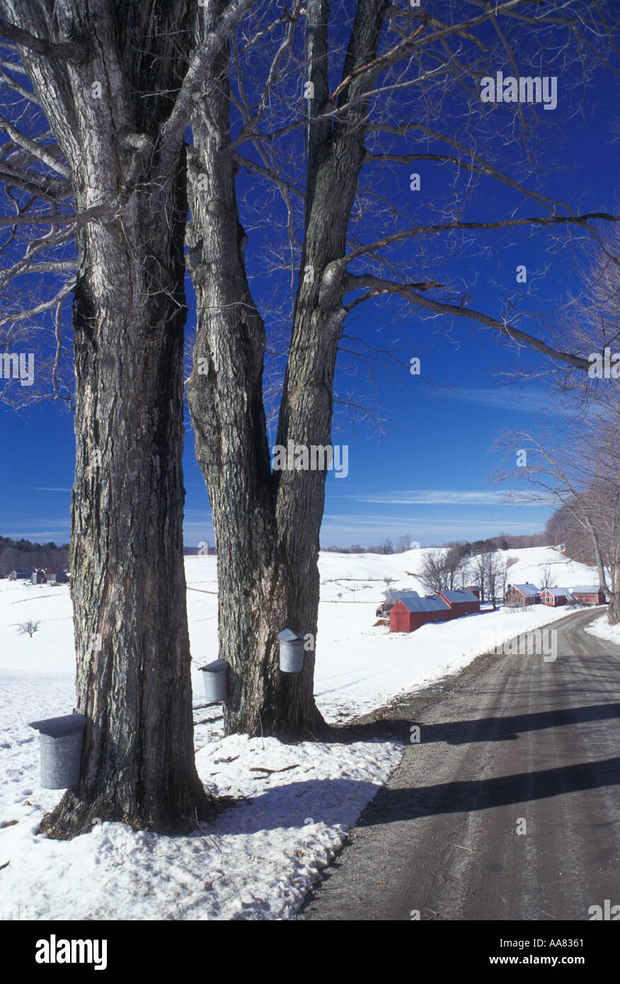 Sugar maple trees along a country road hi-res stock photography and ...