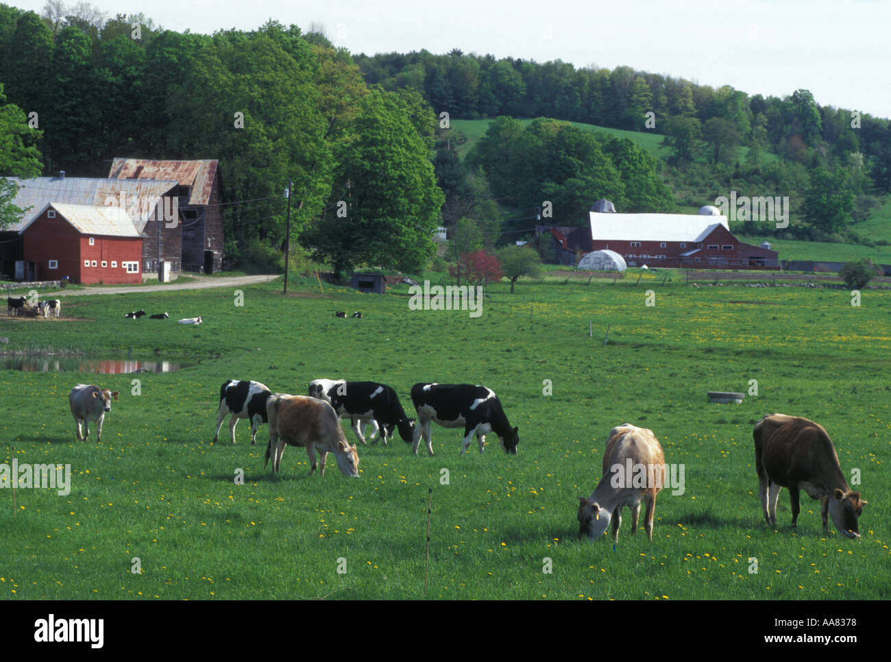 Vermont cows in field hi-res stock photography and images - Alamy
