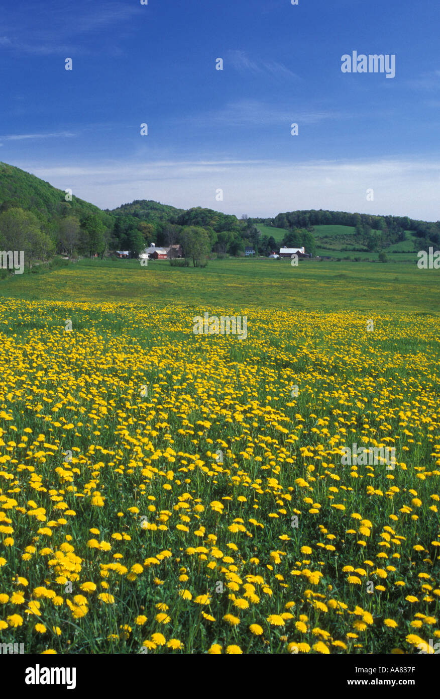 Springfield farm hi-res stock photography and images - Alamy