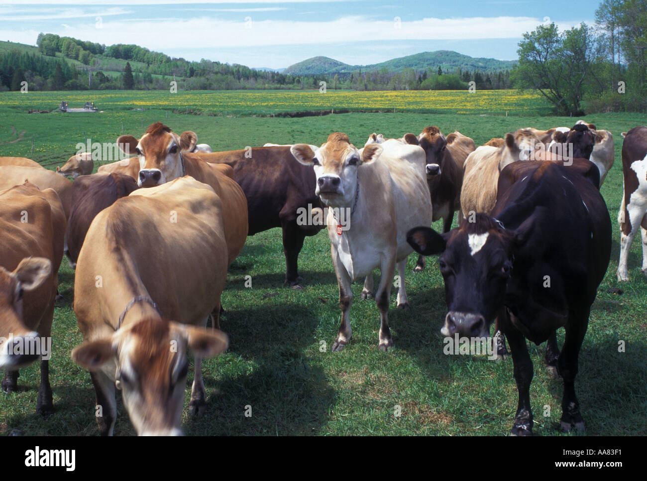 Vermont cows in field hi-res stock photography and images - Alamy