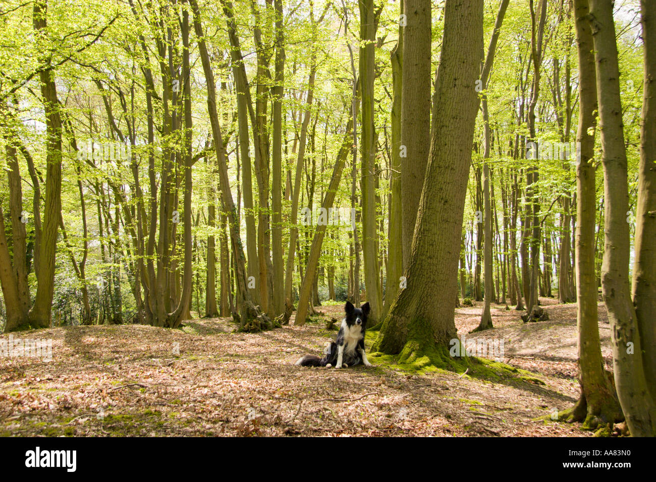 Border collie in spring woodland hi-res stock photography and images ...
