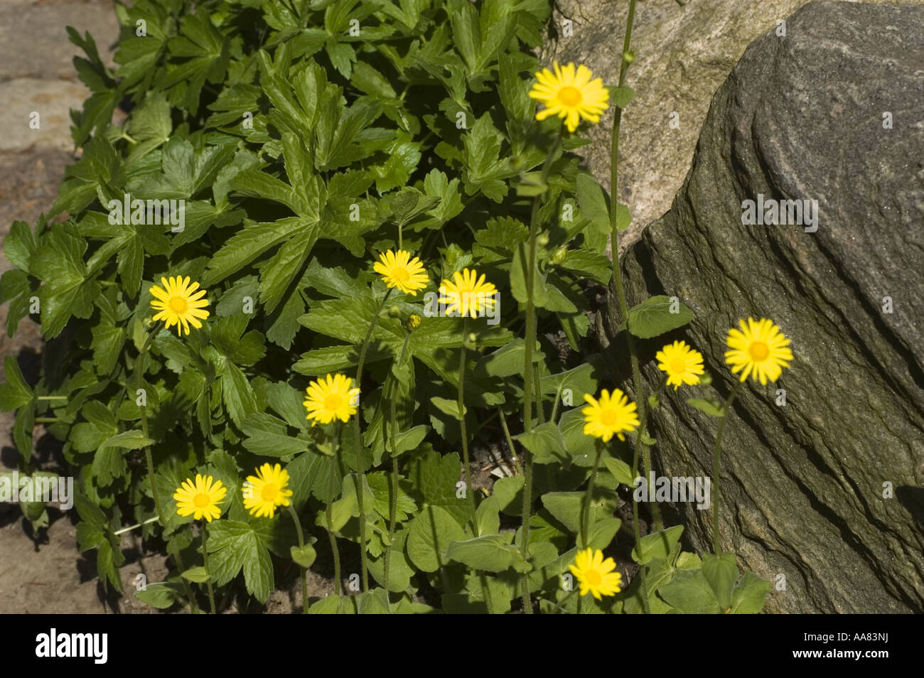 Many yellow mountain rock garden, spring flowers of Great Leopard's ...