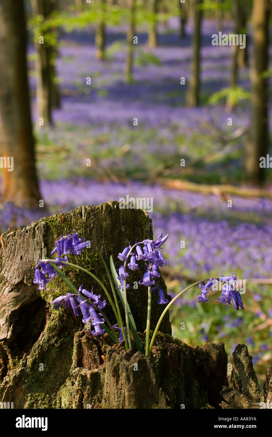 Spring bluebells Sussex Stock Photo - Alamy