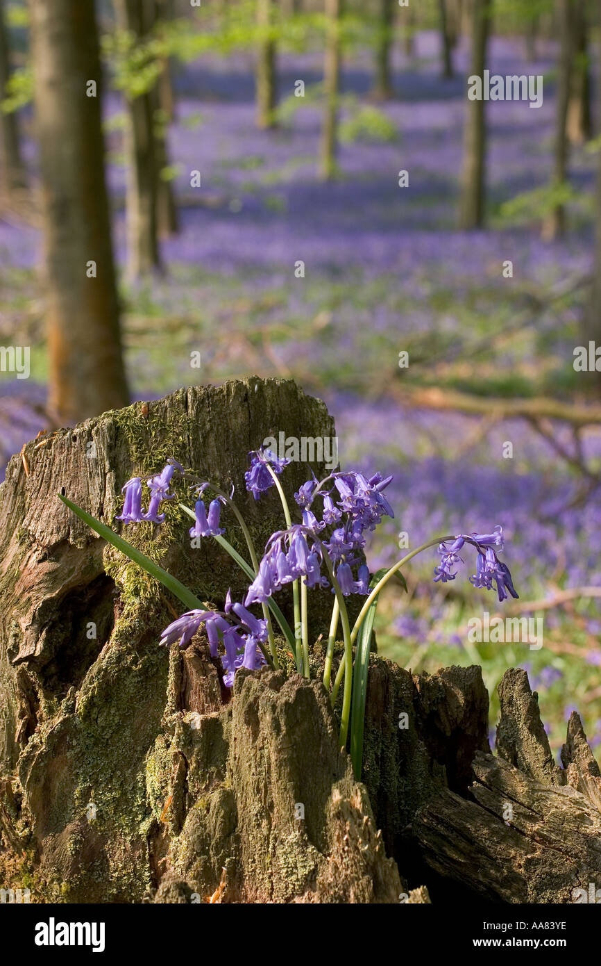 Spring bluebells Sussex Stock Photo - Alamy