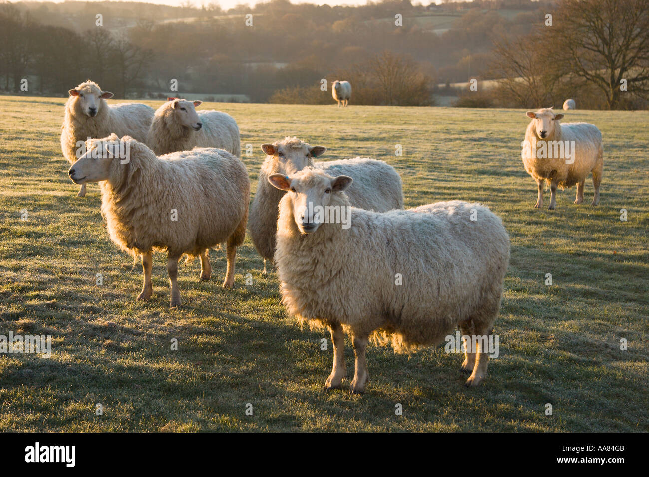 Pregnant sheep in frosty field Kent Stock Photo - Alamy