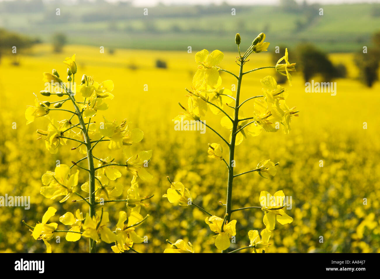Rape seed spring Sussex Stock Photo - Alamy