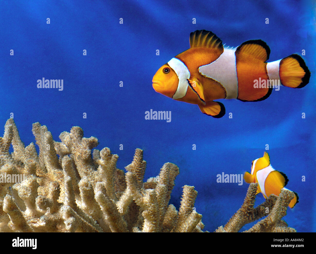 Clownfish, anemonefish, common clown fish, Amphiprion ocellaris, clown ...