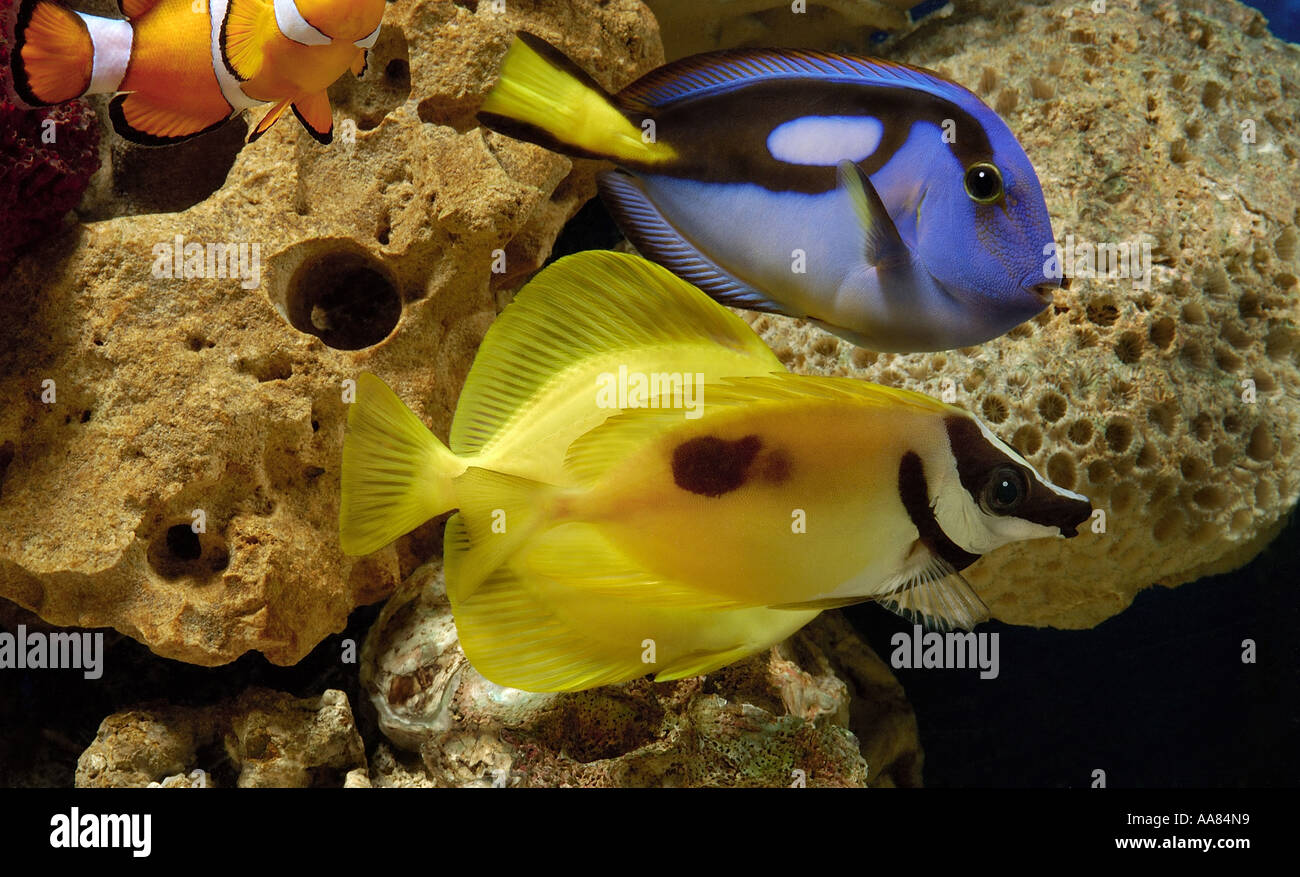 HMA78284 Regal Tang Fox Fish in a fish tank Stock Photo - Alamy