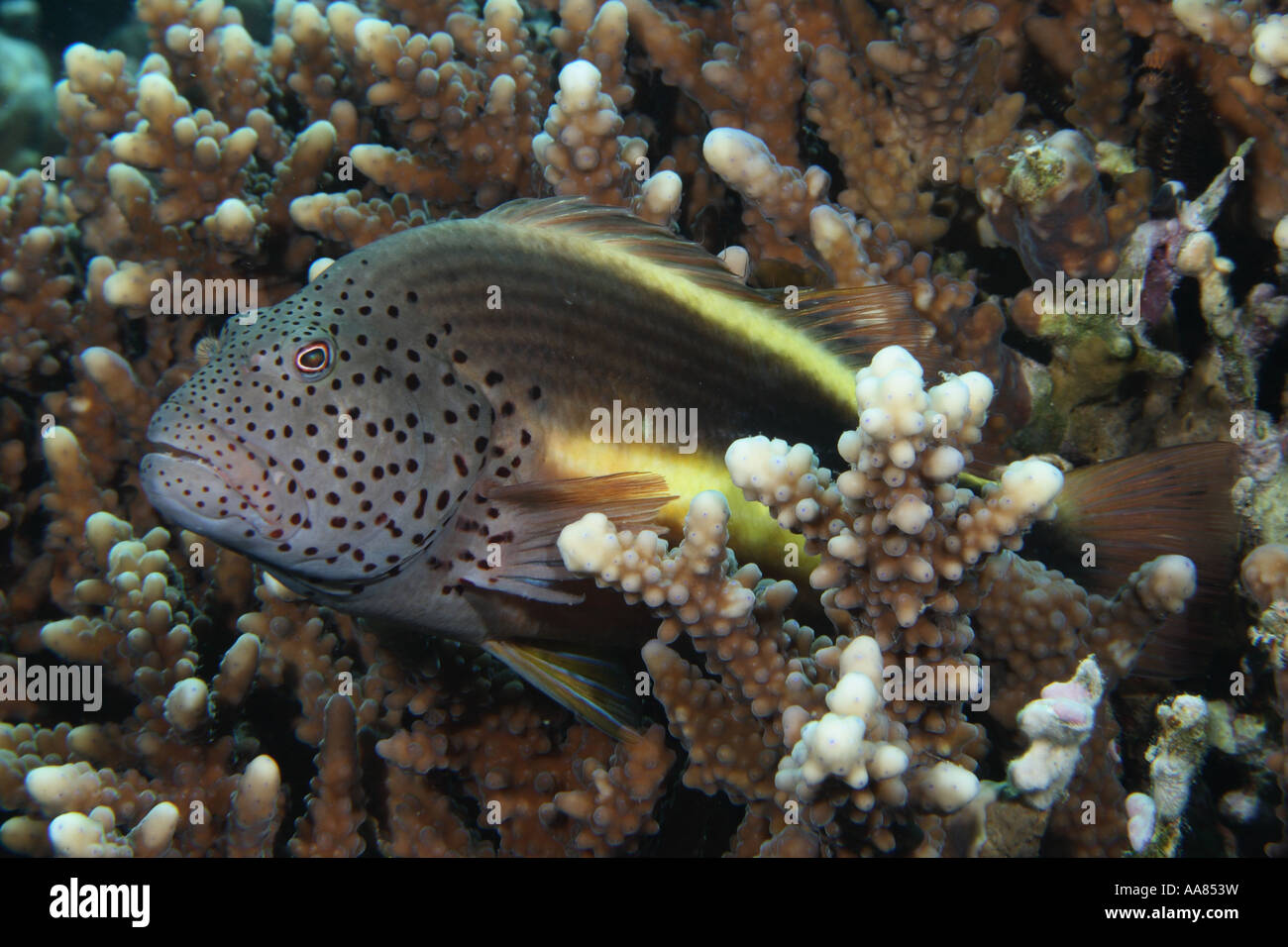 Freckled hawkfish Paracirrhites forsteri Stock Photo - Alamy