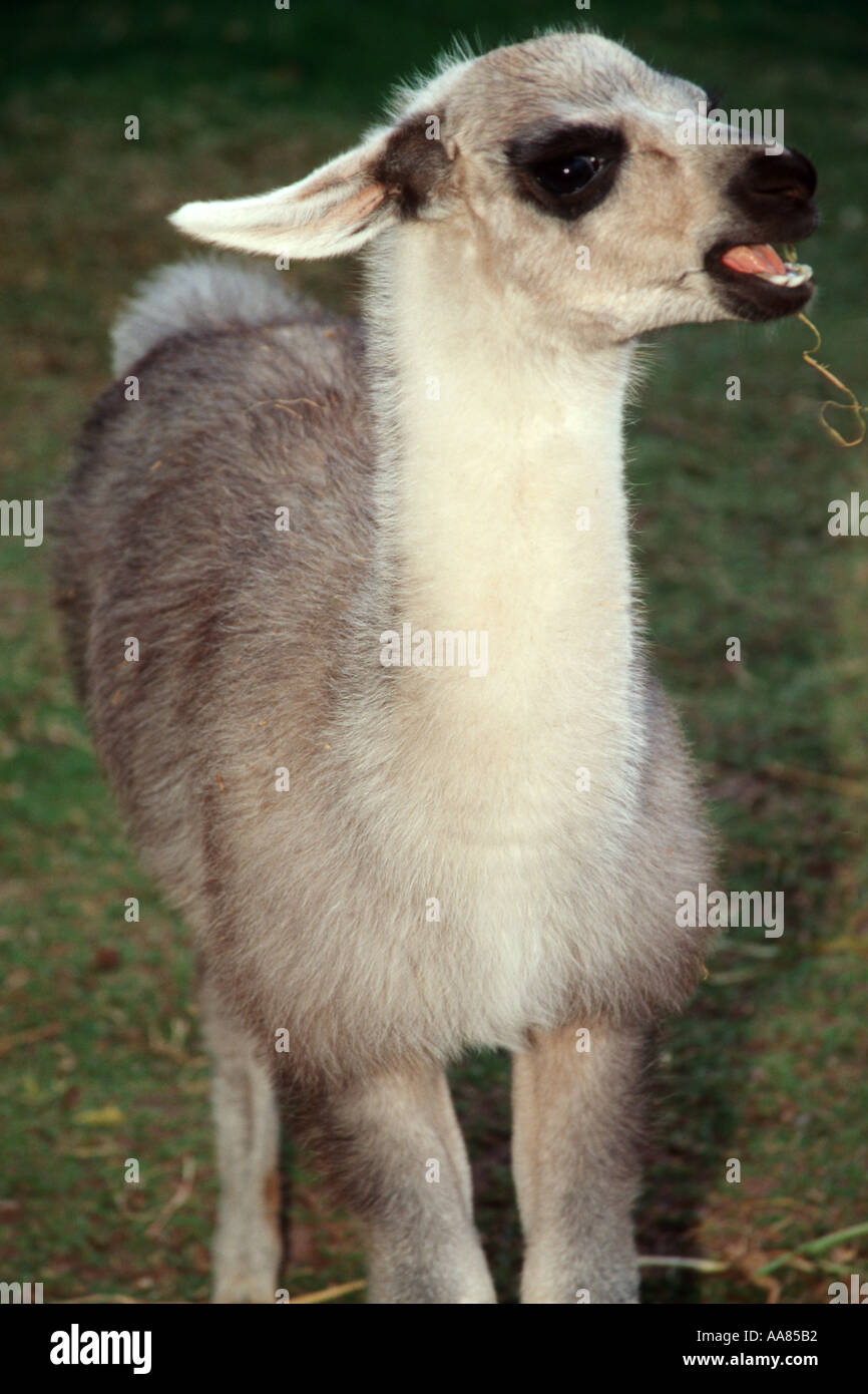 Baby Llama Lama glama Chewing on Grass Cusco Peru Stock Photo - Alamy