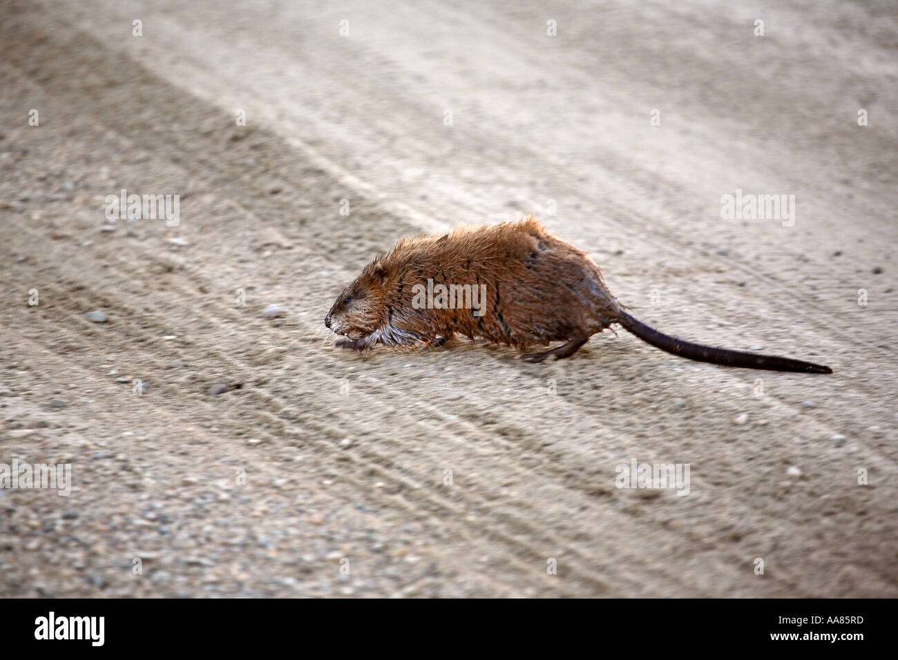 Muskrat crossing the causeway at Buffalo Pound Provincial Park in ...