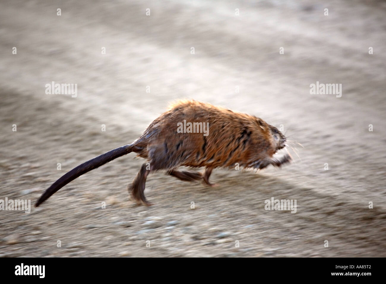 Muskrat crossing the causeway at Buffalo Pound Provincial Park in ...