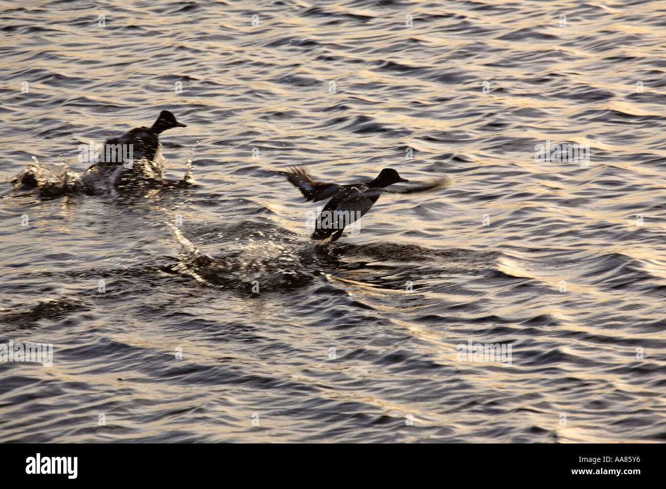 Two Blue-winged Teal ducks take flight from Missouri Coteau pothole in ...