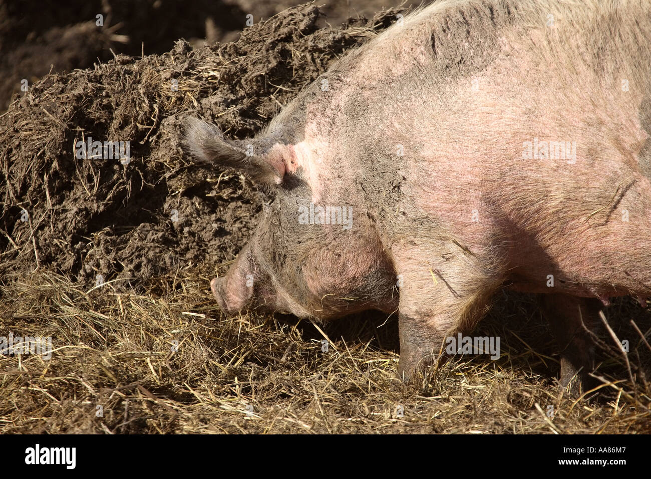 Pig sow rooting in mud in scenic Saskatchewan Canada Stock Photo - Alamy