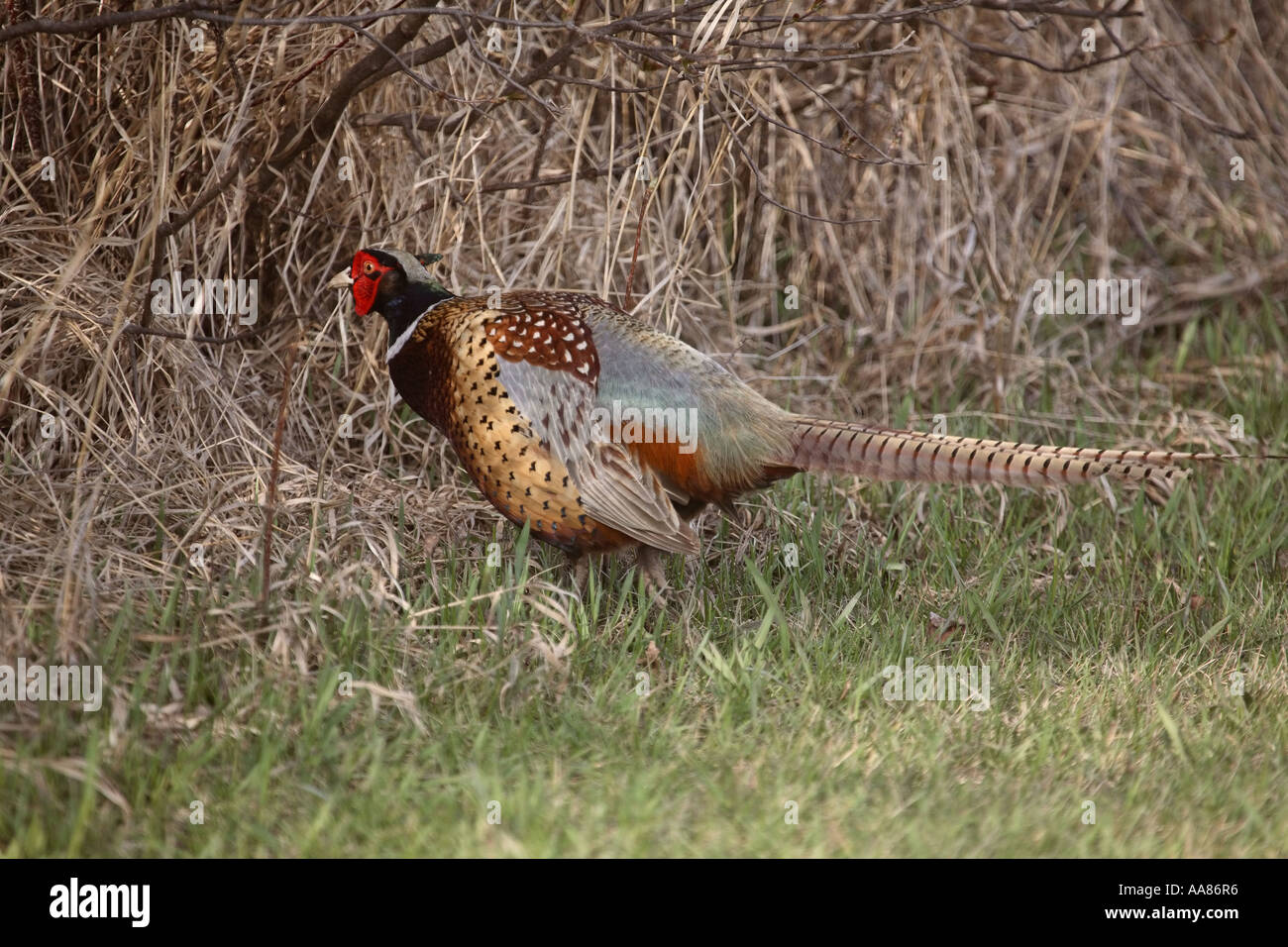 Ring-necked Pheasant at Buffalo Pound Provincial Park in scenic ...