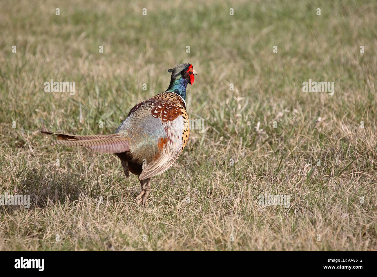 Ring-necked Pheasant at Buffalo Pound Provincial Park in scenic ...