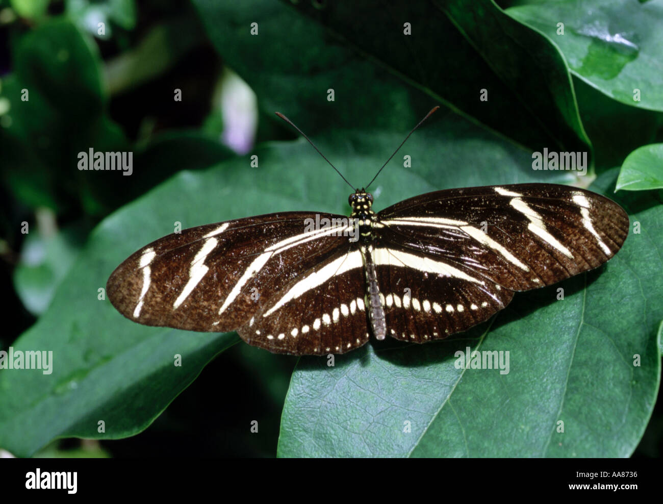 Zebra Heliconian butterfly Heliconius charithonius Stock Photo - Alamy