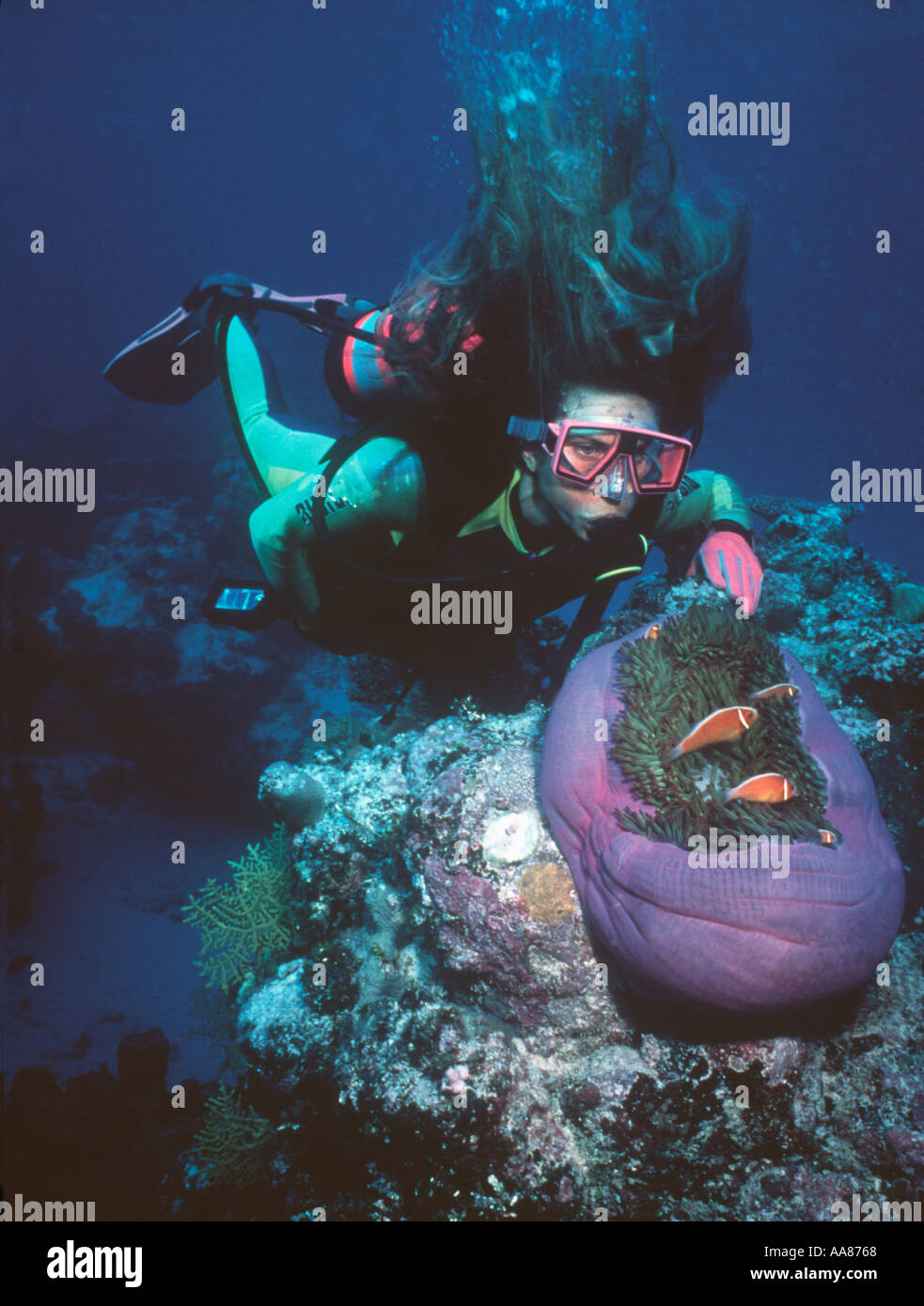 Australian clownfish hi-res stock photography and images - Alamy