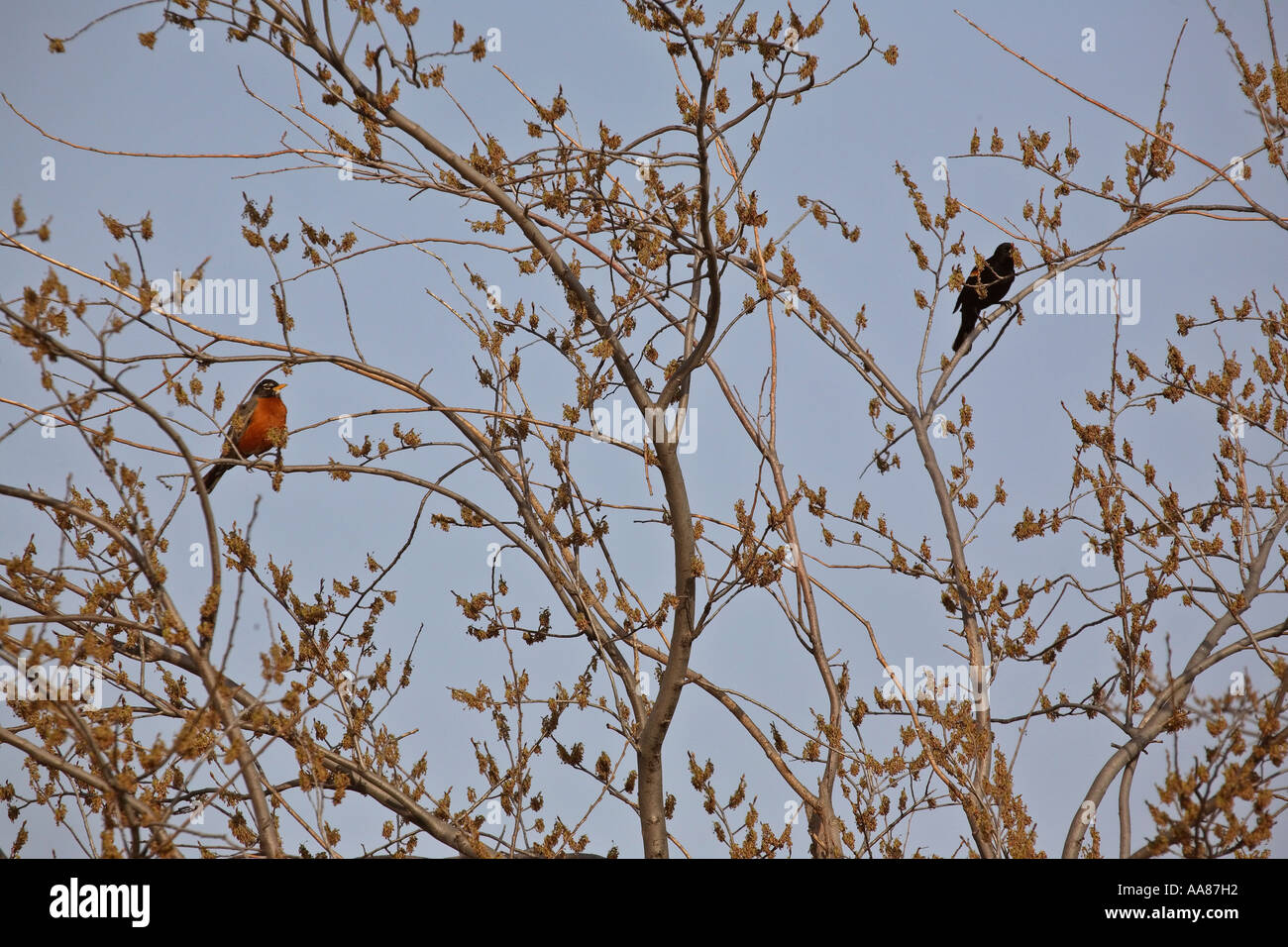 American Robin and Red-winged Blackbird in tree in scenic Saskatchewan ...