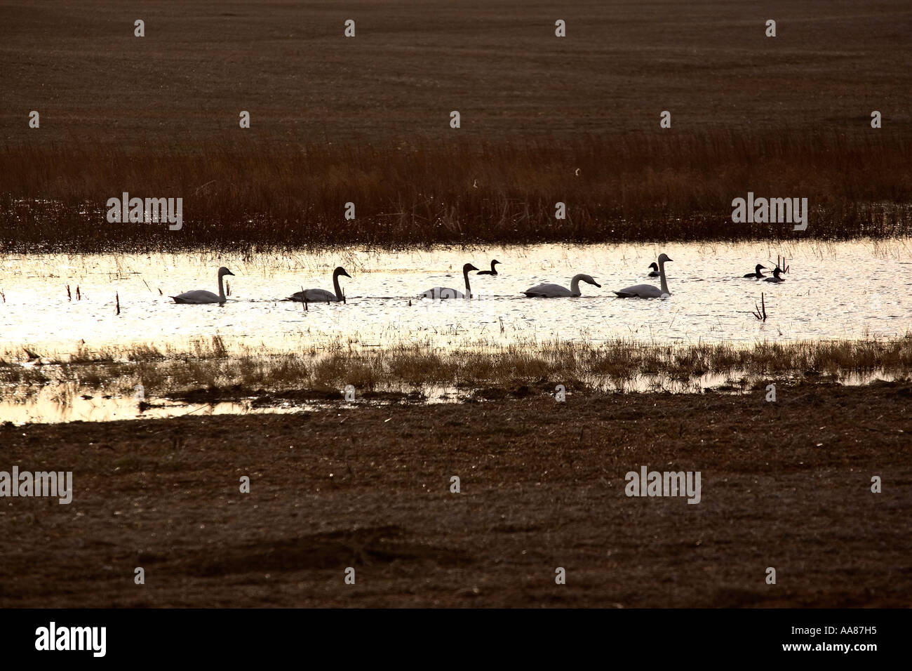 Tundra swans photo hi-res stock photography and images - Alamy