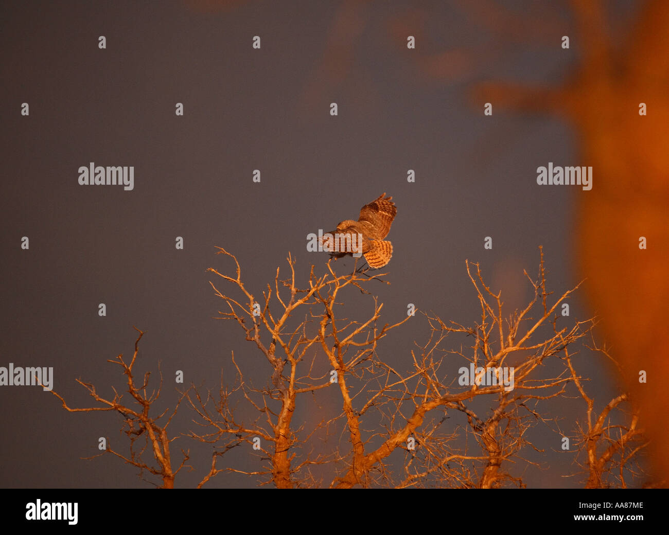 Great Horned Owl in flight from tree in scenic Saskatchewan Canada ...