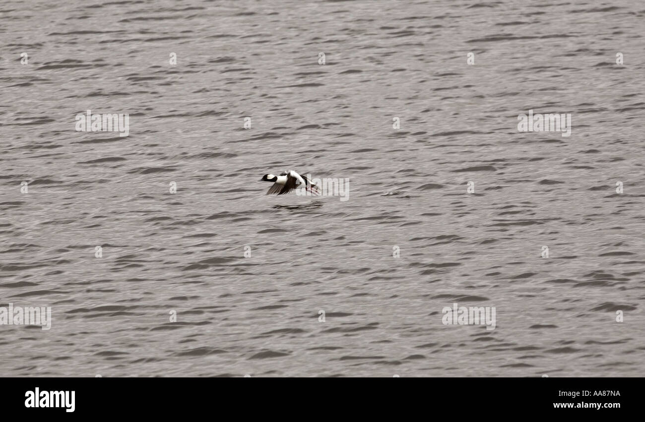 Bufflehead duck bucephala albeola drake hi-res stock photography and ...