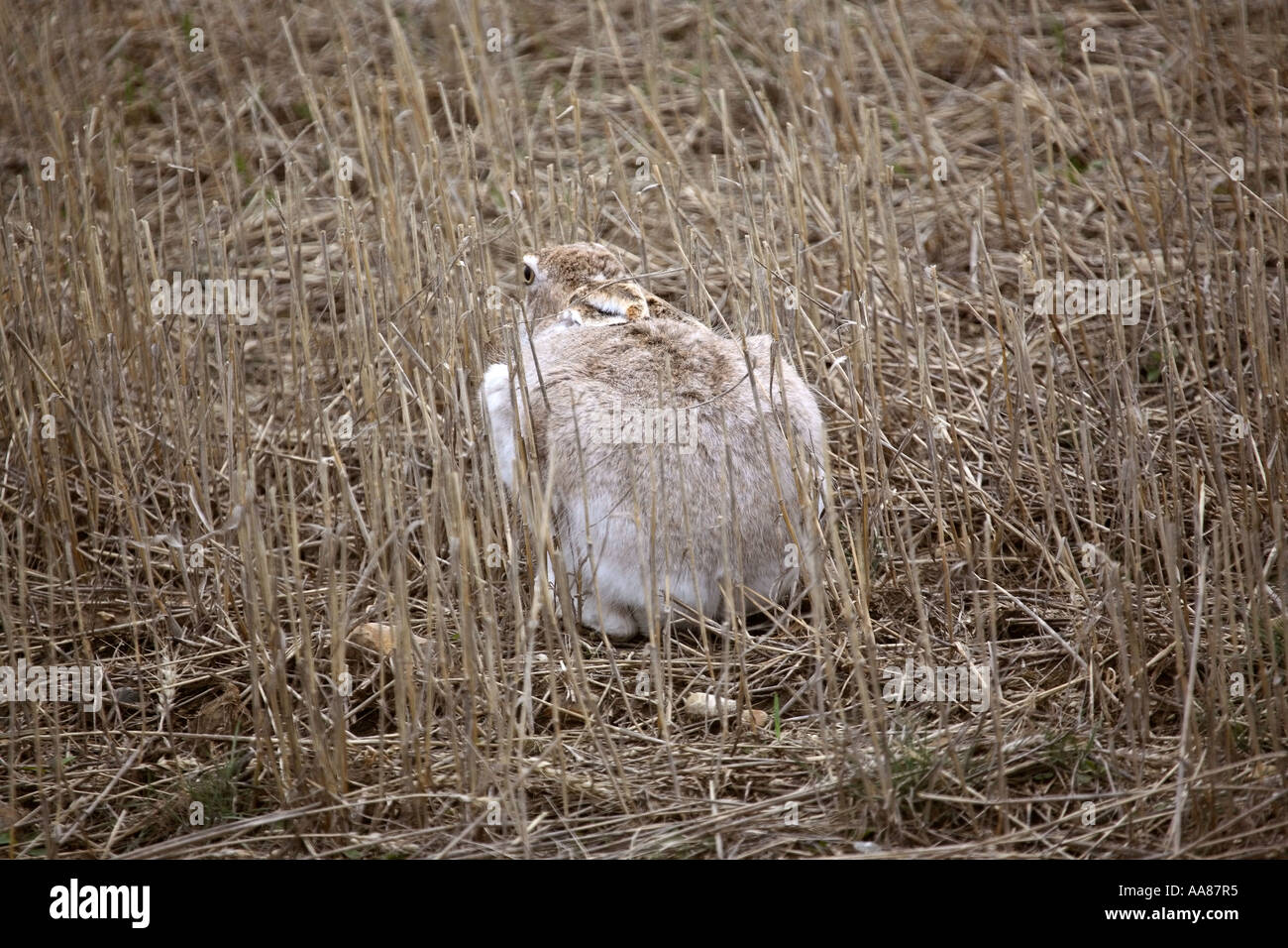 White-tailed Jackrabbit hiding amongst stubble in scenic Saskatchewan ...