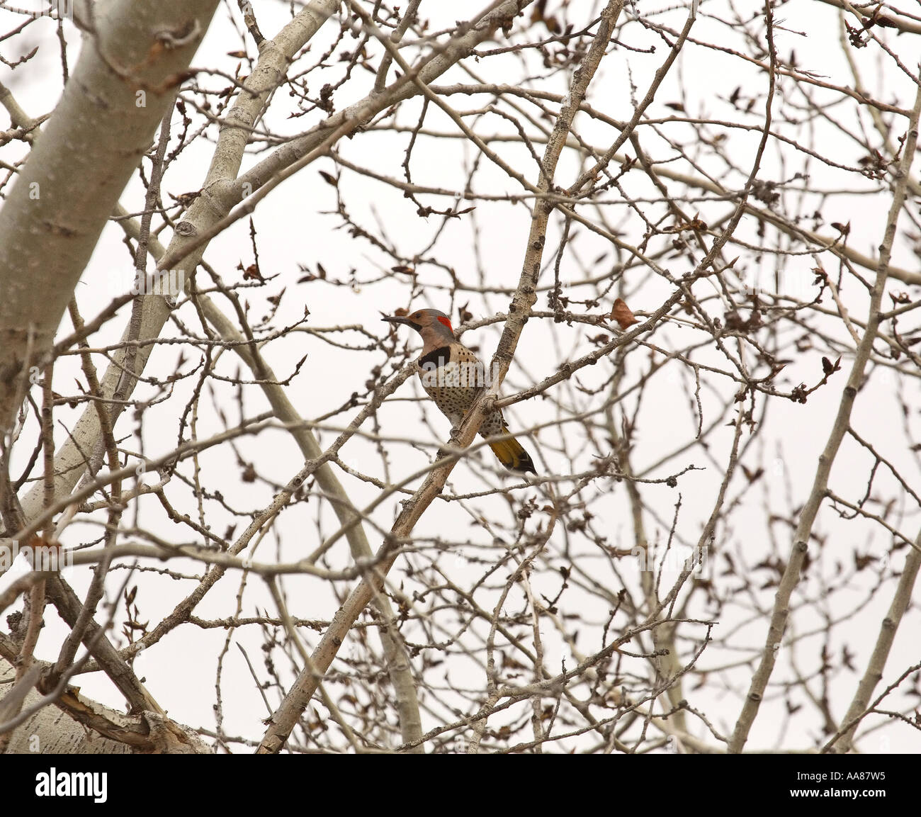 Northern Flicker in tree in scenic Saskatchewan Canada Stock Photo - Alamy
