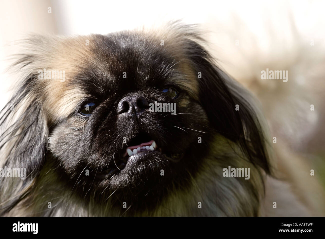 Pekinese dog on lawn in scenic Florida USA Stock Photo - Alamy