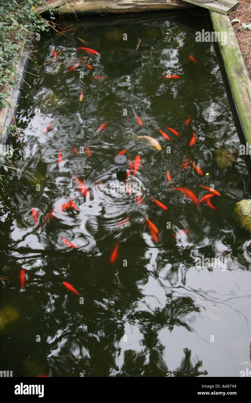 Goldfish in a Pool Stock Photo - Alamy