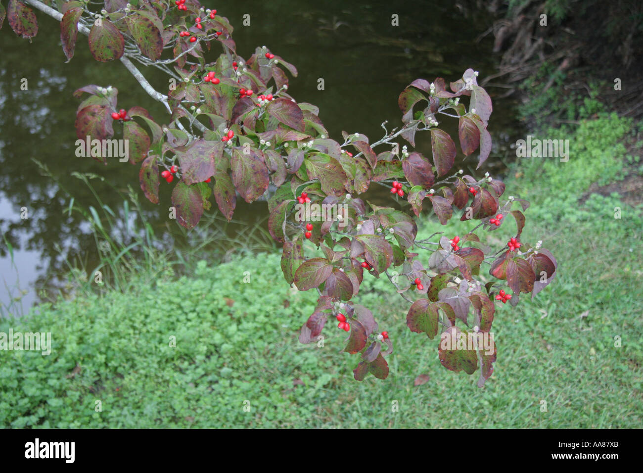 Red Berry Dogwood Tree Stock Photo - Alamy