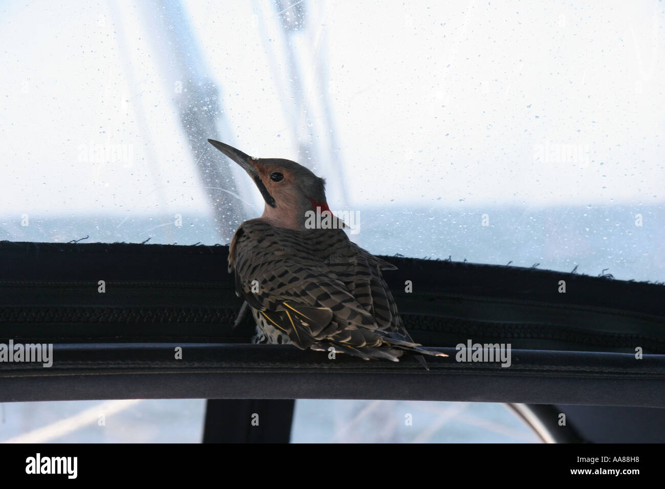 Northern Yellow-Shafted Flicker Stock Photo - Alamy