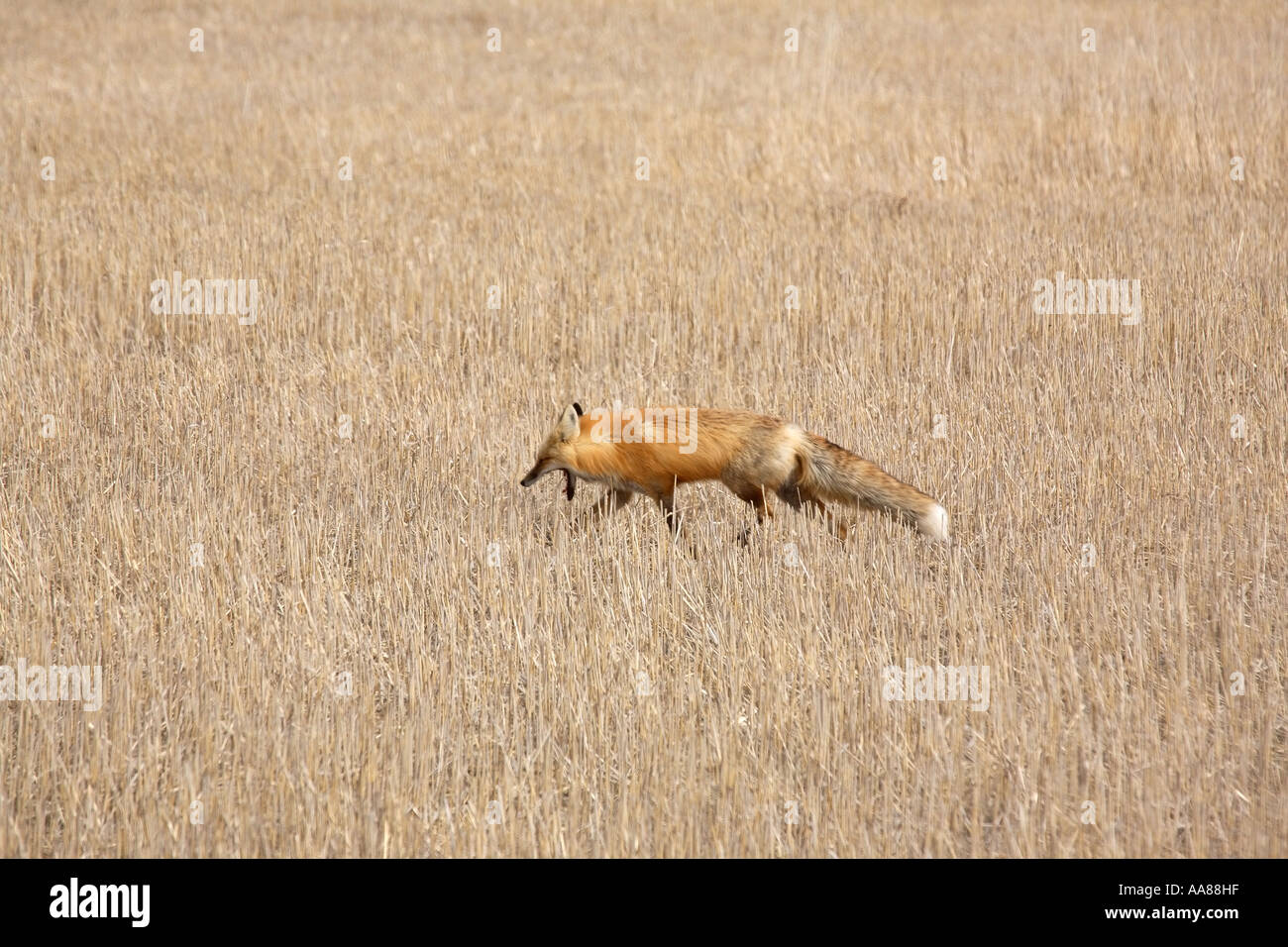 Red Fox in stubble field in scenic Saskatchewan Canada Stock Photo - Alamy