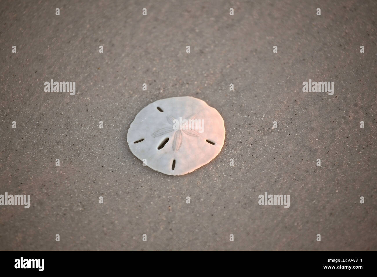 A sand dollar on beach in scenic Florida USA Stock Photo - Alamy