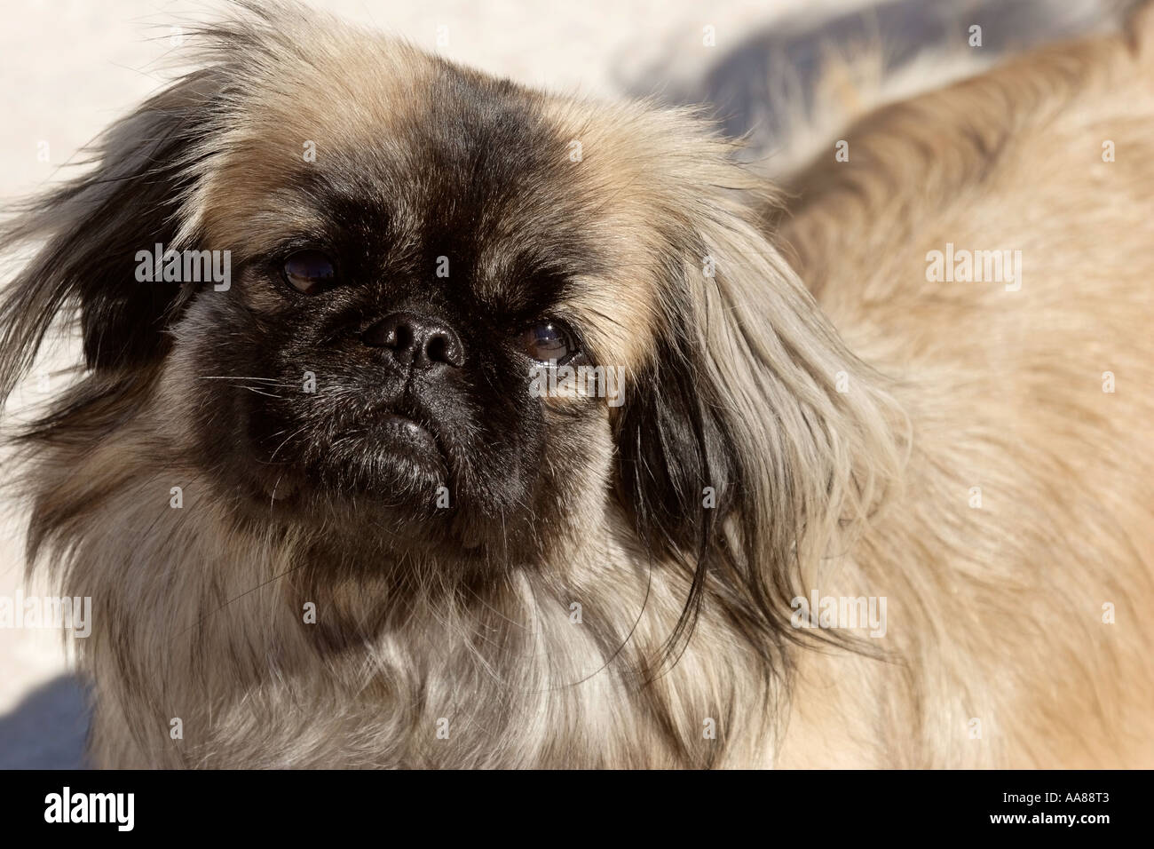 Pekinese dog hi-res stock photography and images - Alamy