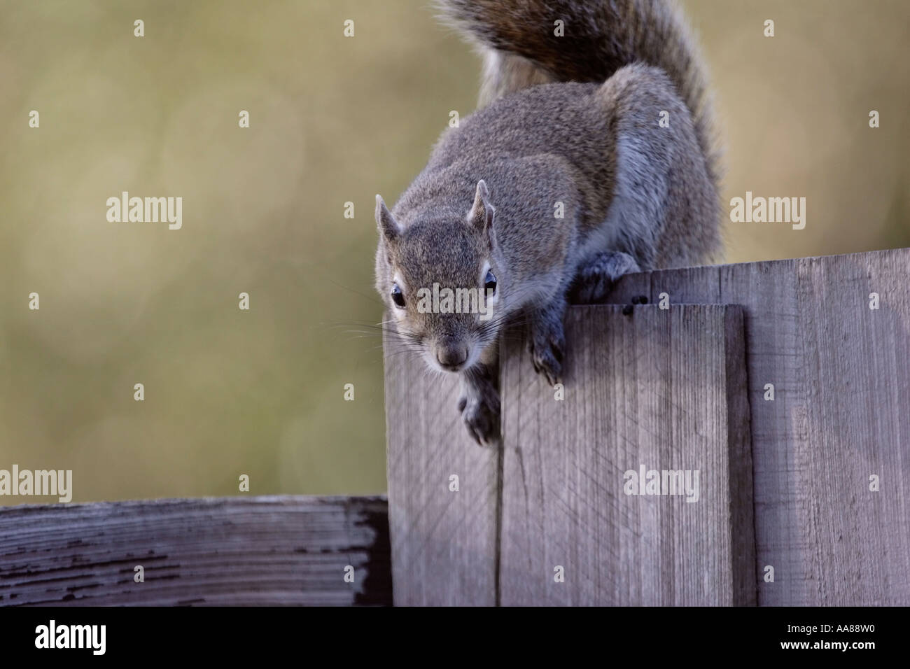 Eastern Gray Squirrel in scenic Florida USA Stock Photo - Alamy