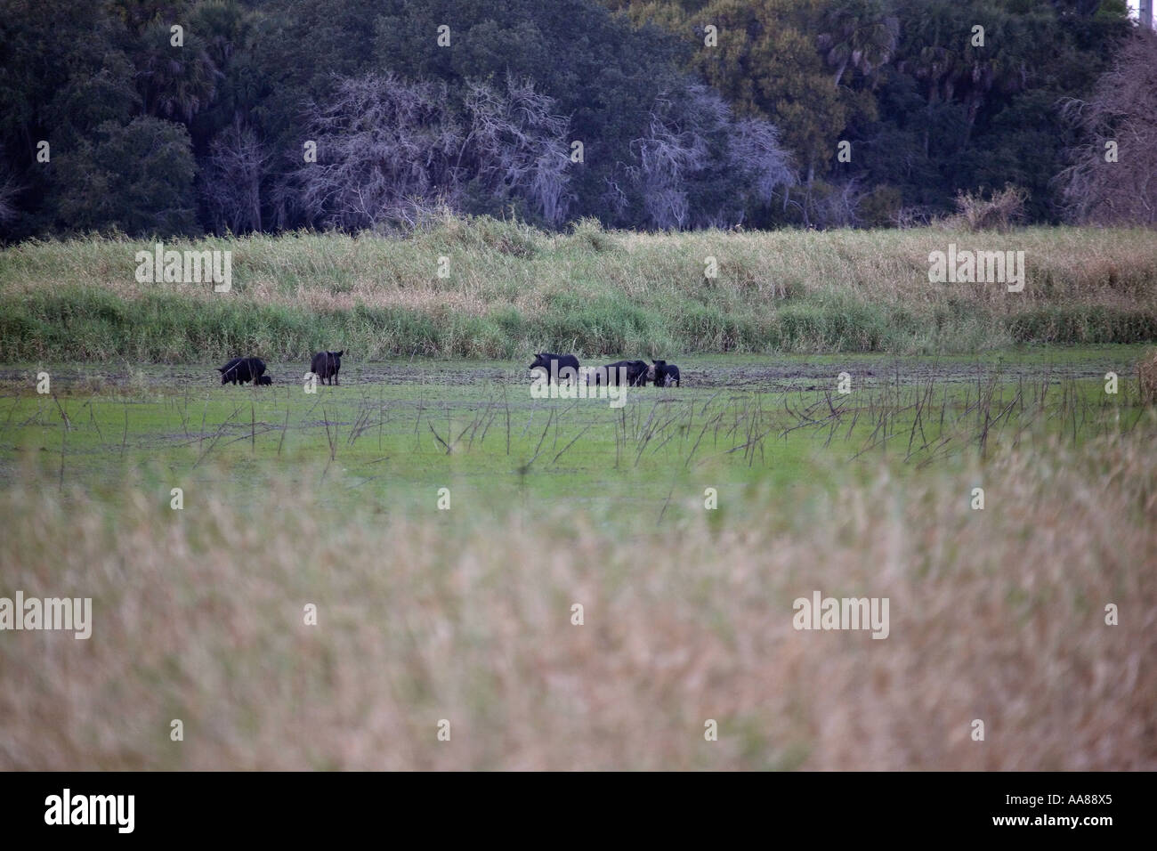 Wild hogs in a marsh in scenic Florida USA Stock Photo - Alamy