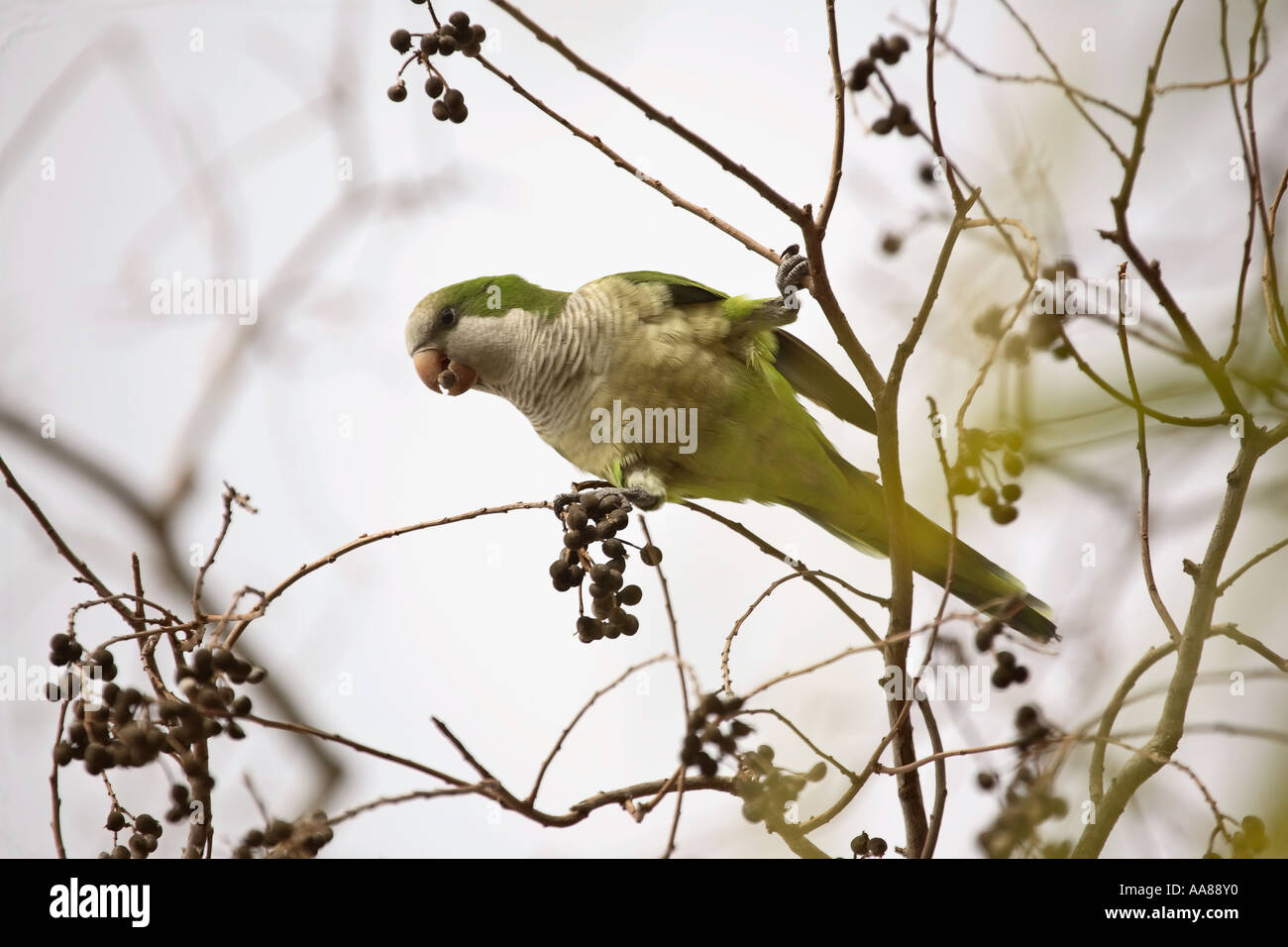 Wild Quaker Parrots Florida